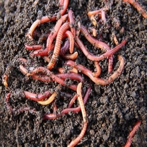 Live earthworms for garden or making compost at Home