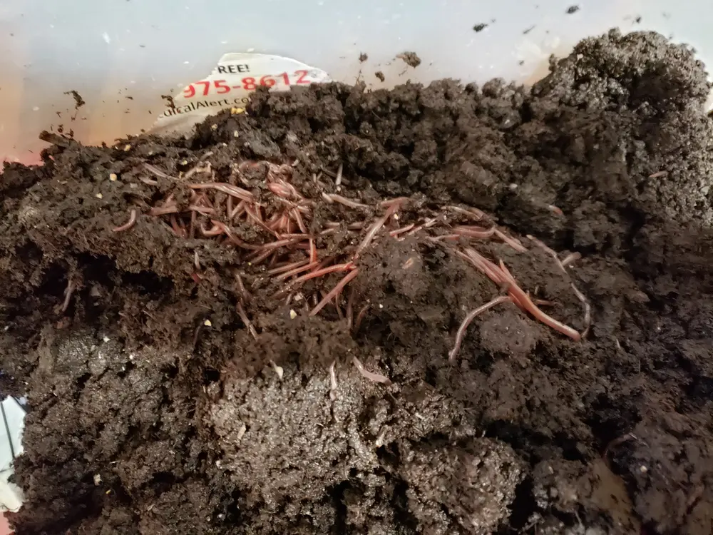 Live earthworms for garden or making compost at Home