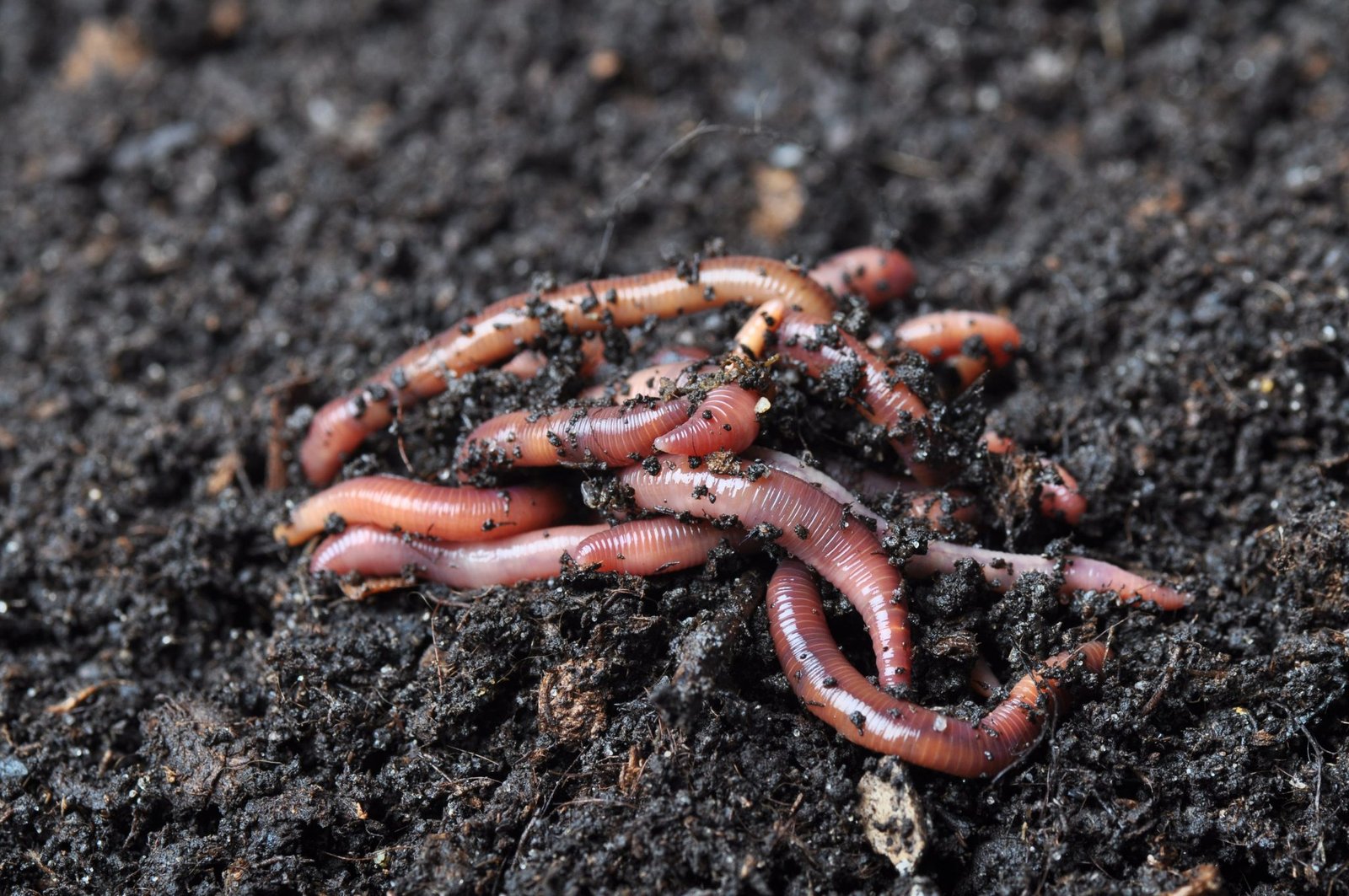 Live earthworms for garden or making compost at Home