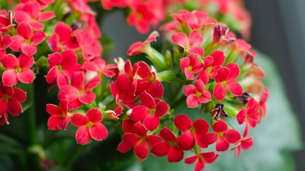 Kalanchoe (Red) - Live Plant - free shipping