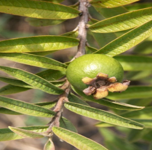 Miniature Guava/ Chinese Guava - Live plant