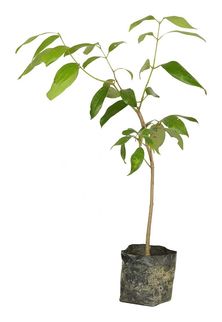 Cinnamon, Bay Leaf, Tamala Patram ,Tej Patta- LIVE Plant