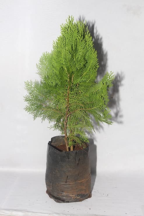 Morpankhi, Thuja Compacta - Live Plant - shrigram organics