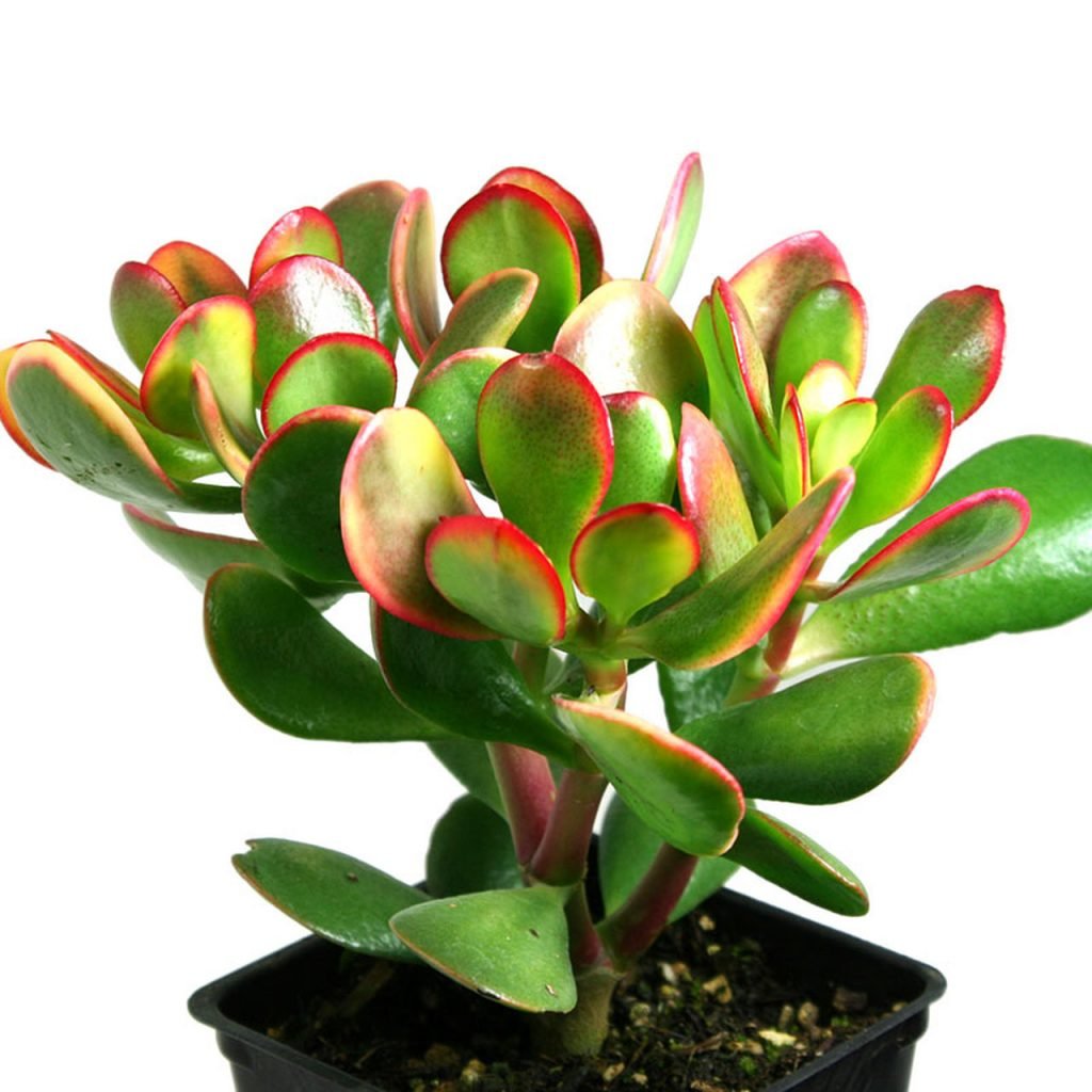 Crassula ovata, Jade Plant - Live Plant - shrigram organics