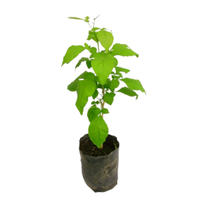 Bel Tree, Bilva Patra, Bel Patra - live Plant